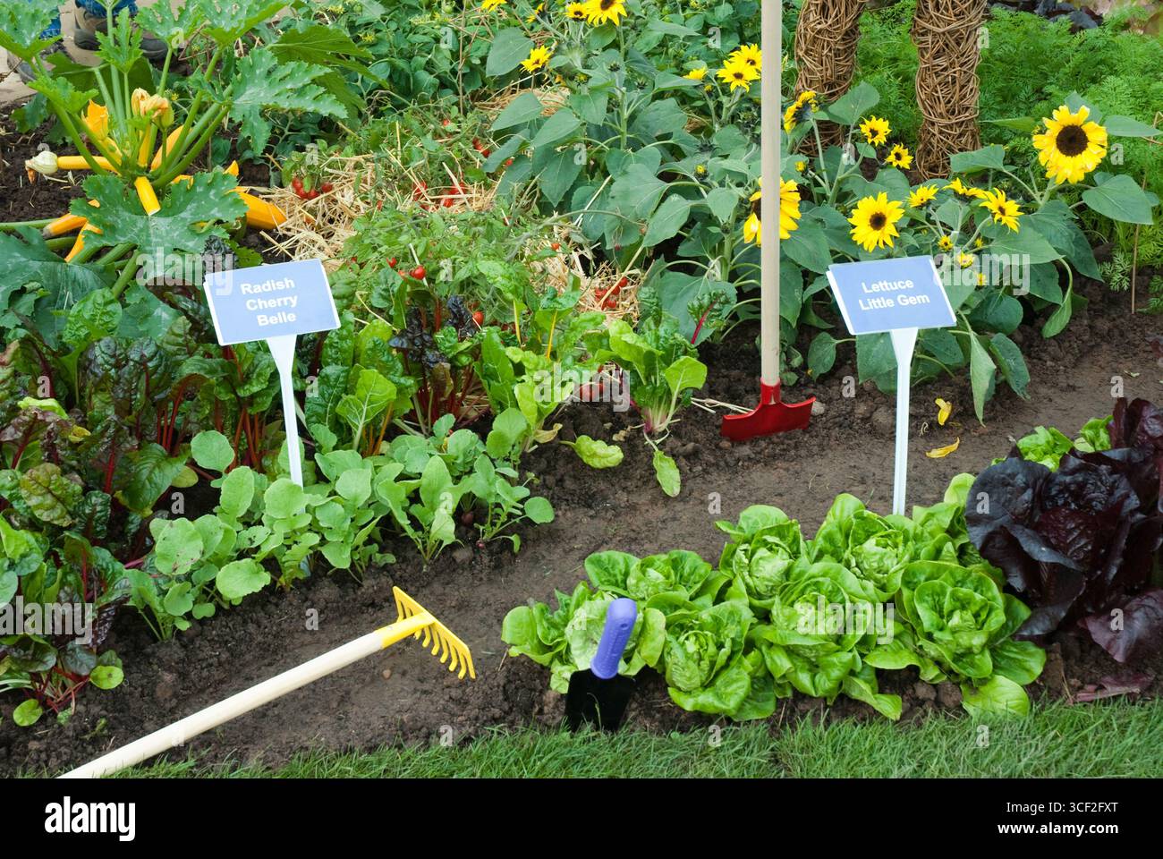 WICKER MAN IN VEGETABLE BORDER, LETTUCE LITTLE GEM, RADDISH CHERRY ...