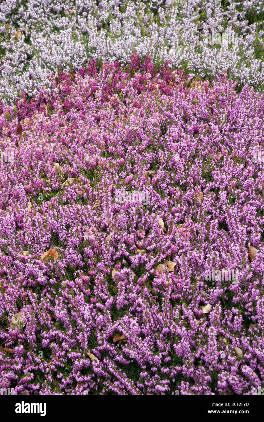 Erica x darleyensis bee hi-res stock photography and images - Alamy