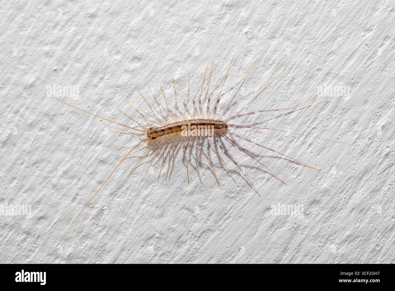 Small house centipede, Scutigera coleoptrata, with long legs and ...