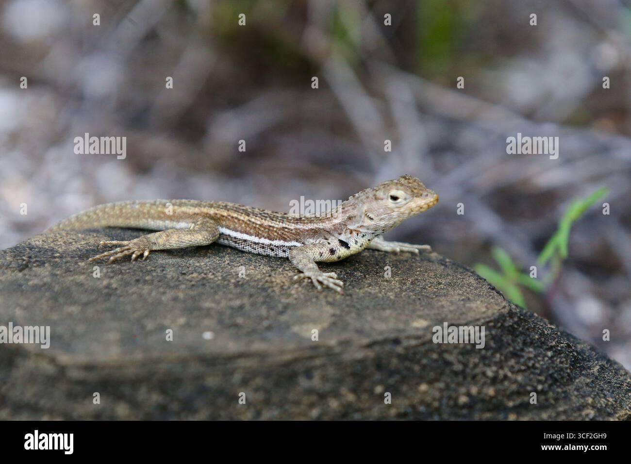 Lava lizard (Microlophus spp.) resting on volcanic rock on Santiago ...