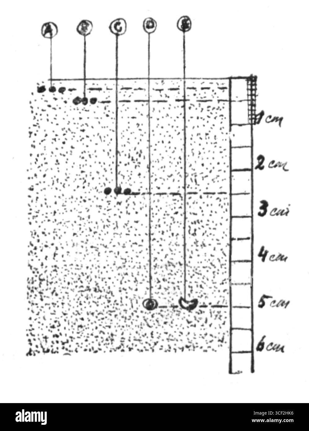 Organic vegetable garden various Black and White Stock Photos & Images ...