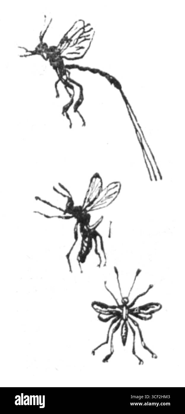 Vegetable farming techniques Cut Out Stock Images & Pictures - Alamy