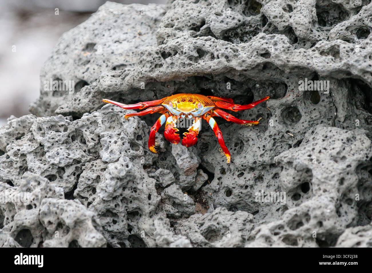 Sally Lightfoot crab with bright red and orange colouring on volcanic ...