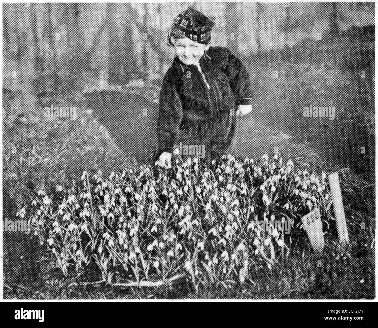 Well maintained Cut Out Stock Images & Pictures - Alamy