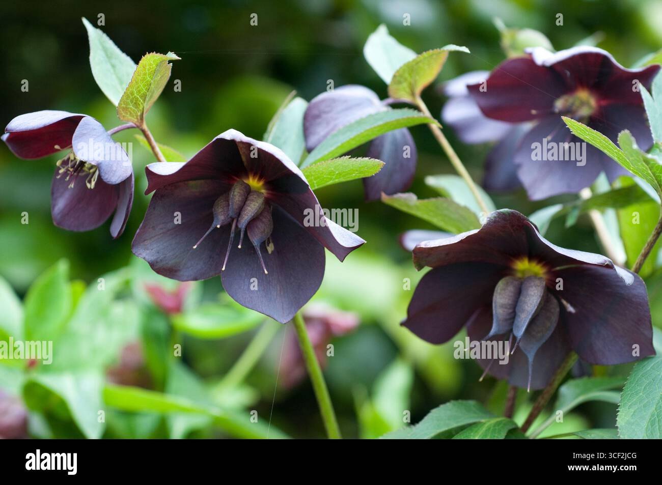 Botanical art hellebore hi-res stock photography and images - Alamy