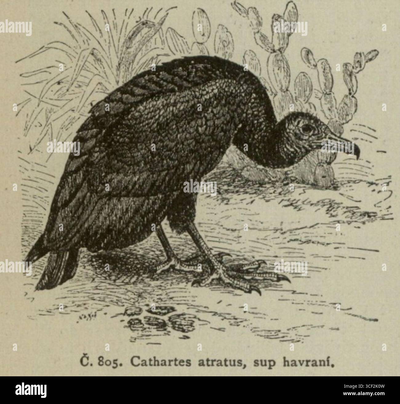 The photograph shows a Black Vulture, or *Cathartes atratus*, captured ...