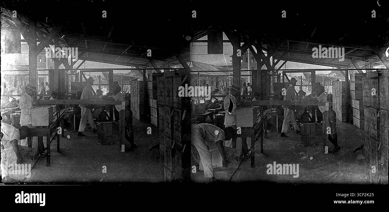 A 1924 stereoscopic image showing workers sealing crates of oranges in ...