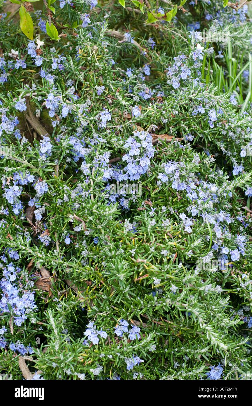 ROSEMARY SEA LEVEL Stock Photo - Alamy