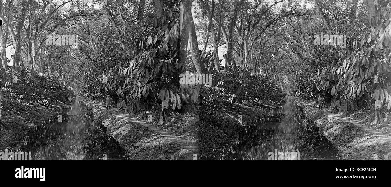 This stereoscopic photo from 1900-1932 captures a trench on a ...