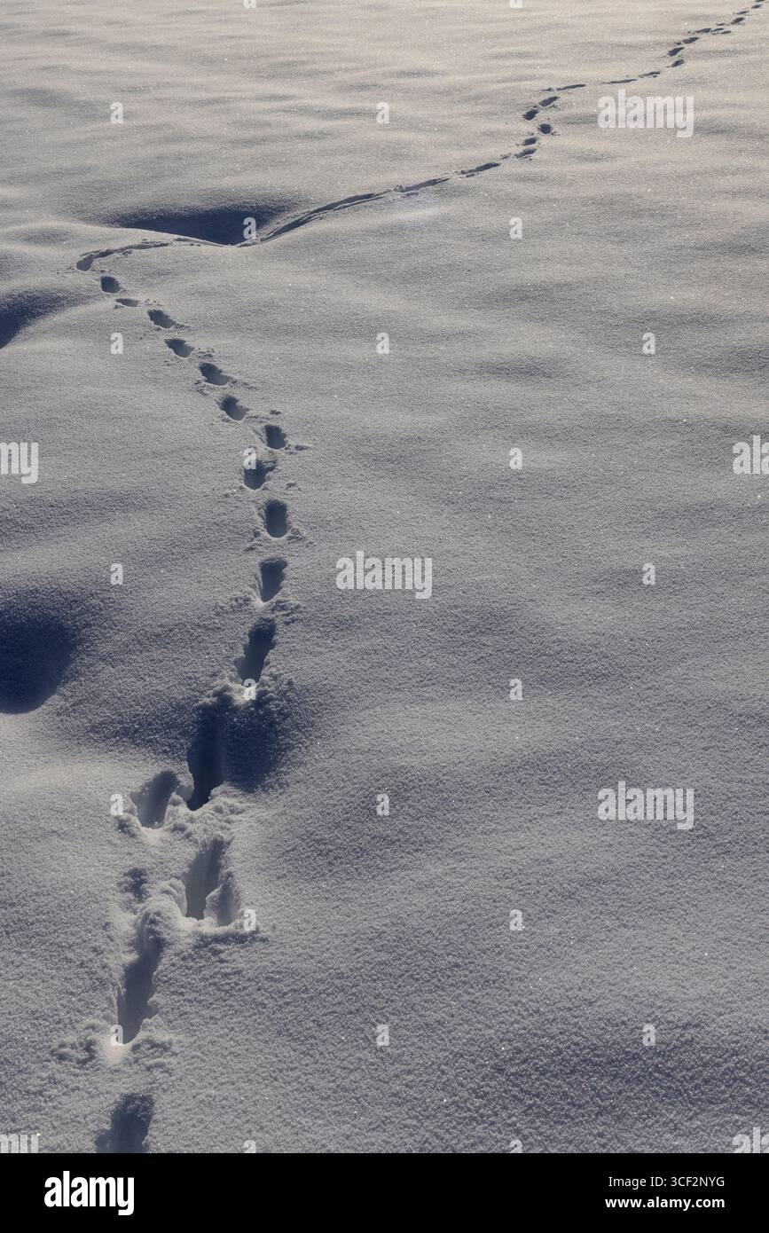 Fox tracks in snow hi-res stock photography and images - Alamy