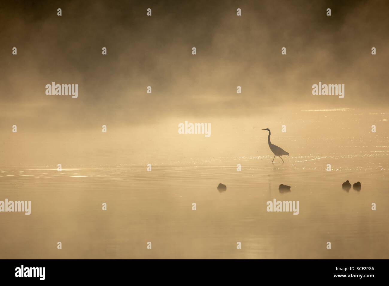 Landscape, nature, haze and fog atmosphere Stock Photo - Alamy