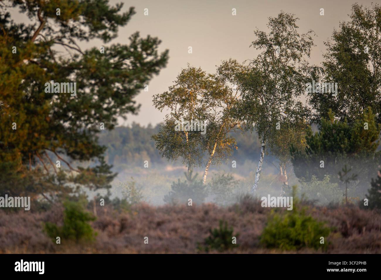 Landscape, nature, haze and fog atmosphere Stock Photo - Alamy