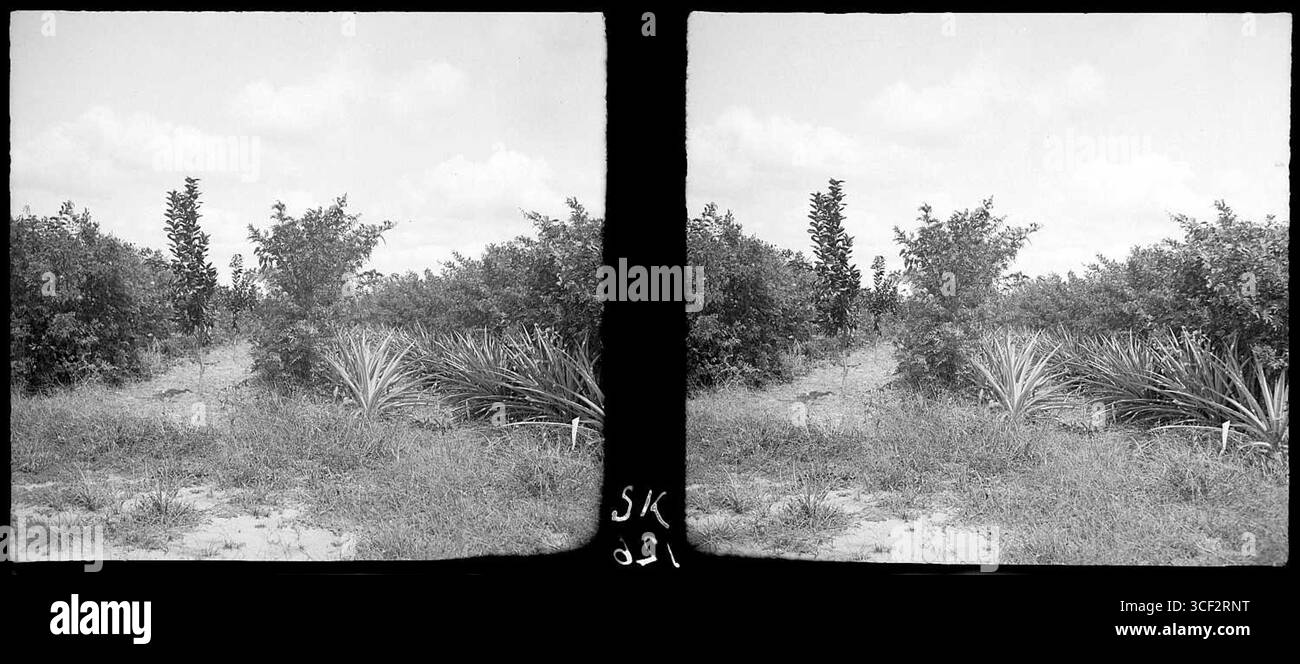 This stereoscopic image from 1940 shows the intercropping of Tephrosia ...