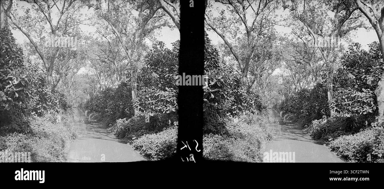 A 1940 stereoscopic photograph of the Peperpot estate, showing a ...