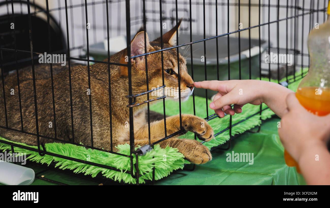 Abyssinian cat smelling finger of visitor in cage at cat show Stock ...