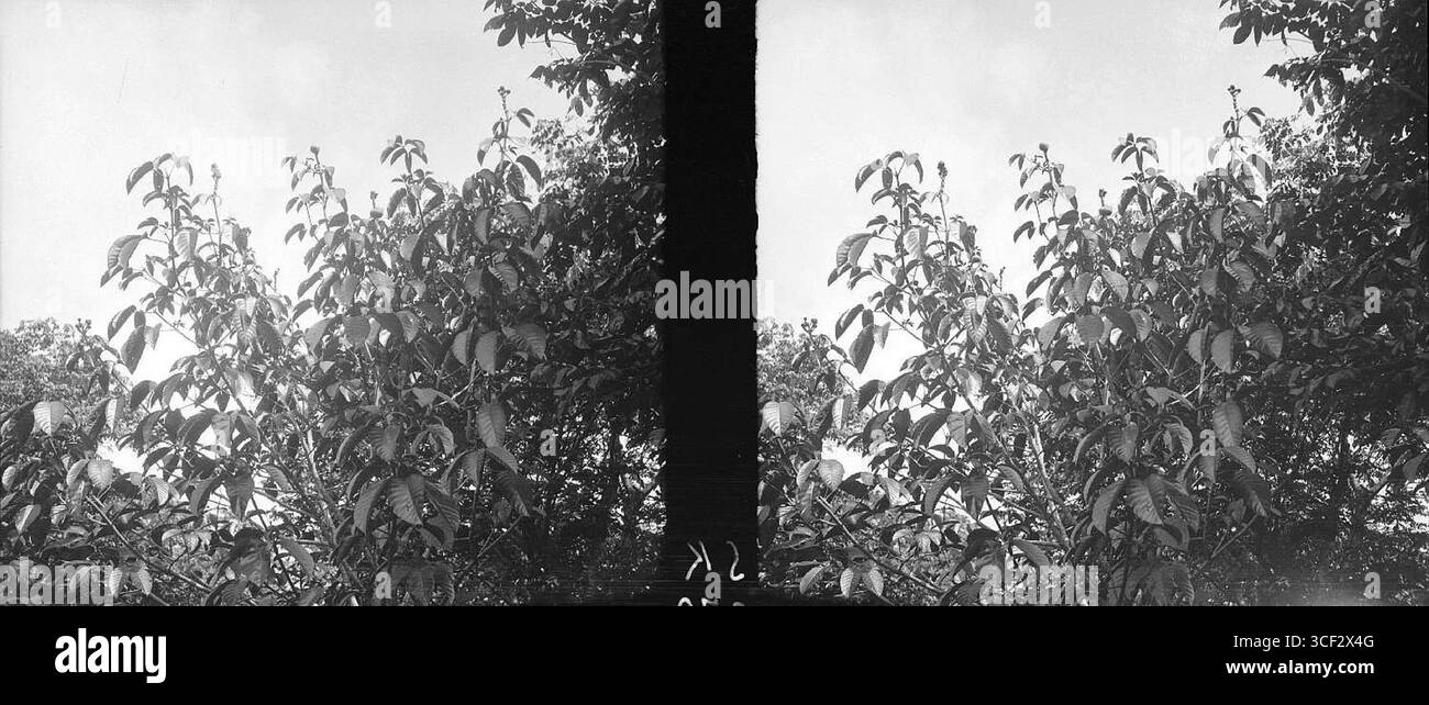 A 1940 stereoscopic photograph showing the flowering and fruiting ...