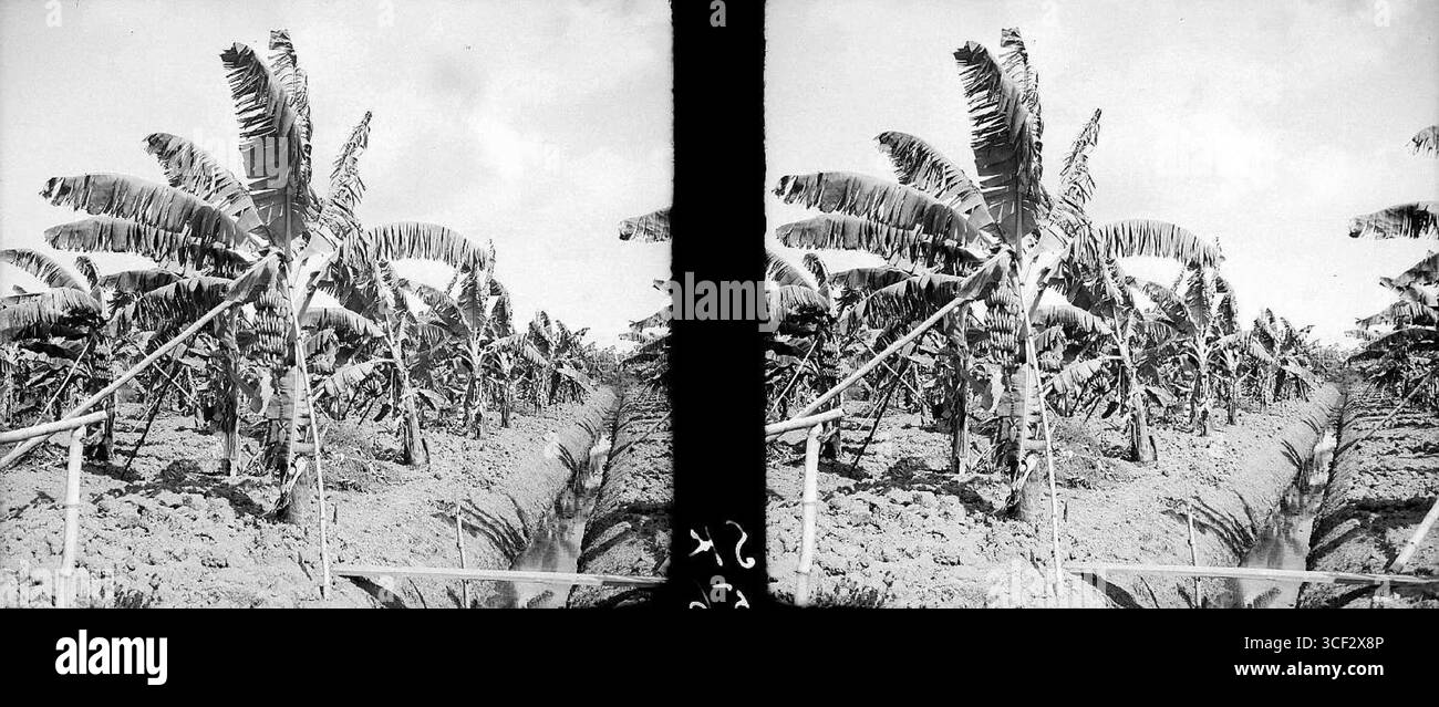 This stereoscopic image from 1940 shows the crops of Congo and Lacatan ...
