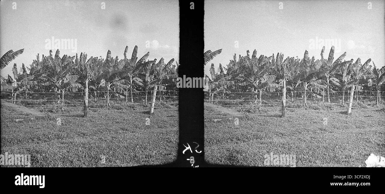 A 1940 stereoscopic photograph depicting a bacovenaanplant (a type of ...