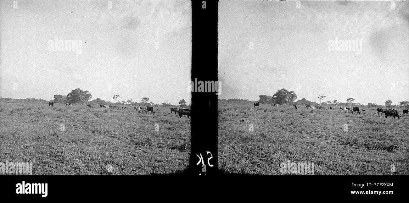 Cows in countryside from Black and White Stock Photos & Images - Alamy