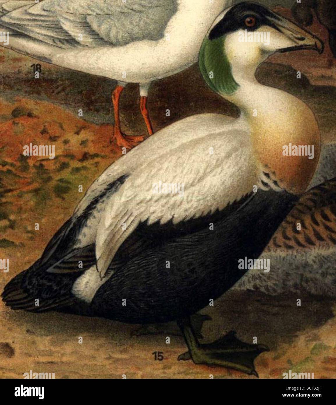 This illustration from Gustav Mützel's 1893 'Arctic Fauna' shows a male ...