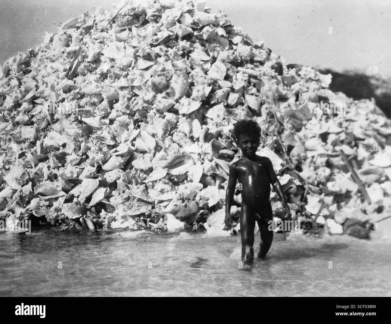 They use old shells for protection Black and White Stock Photos ...