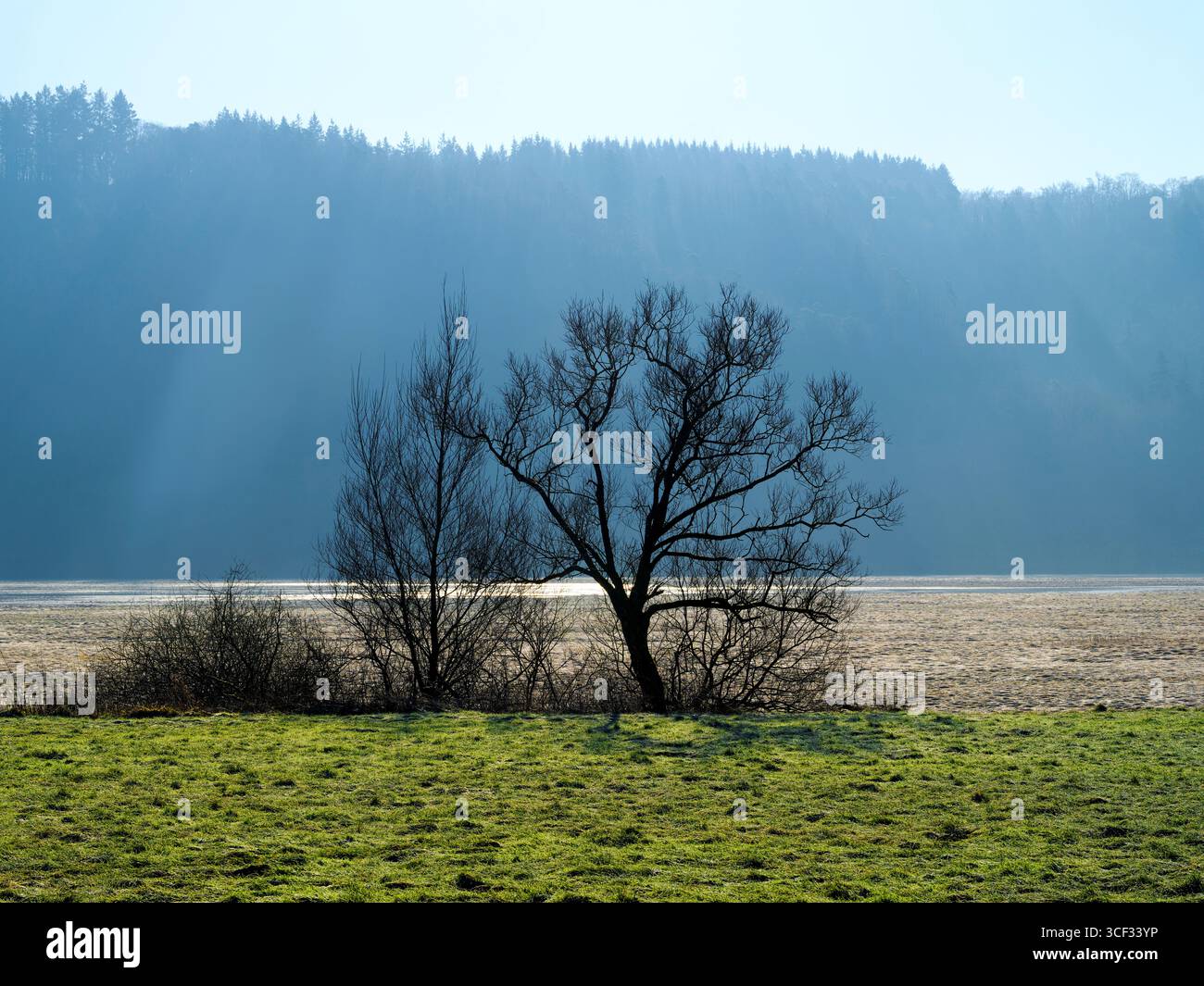 Willow on the shore of lake edersee hi-res stock photography and images ...