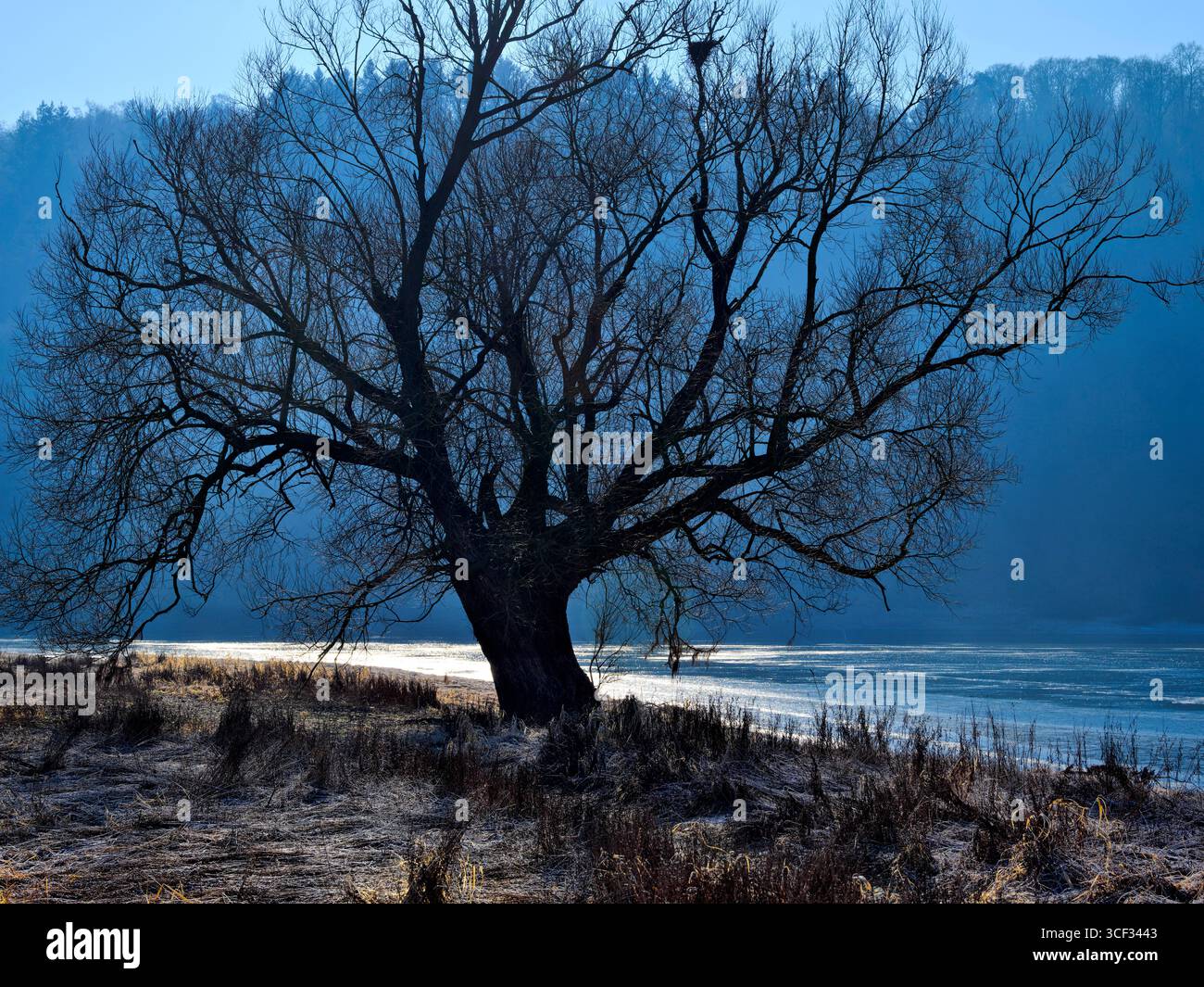 Willow on the shore of lake edersee hi-res stock photography and images ...