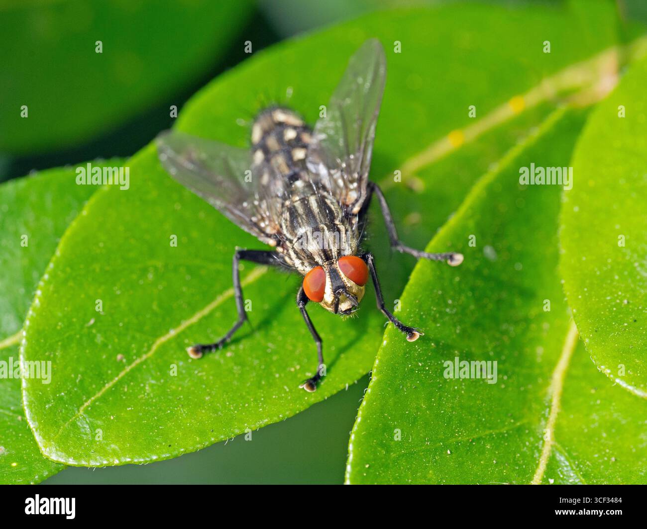 Sarcophaga species of Flesh fly on August Summer Stock Photo - Alamy