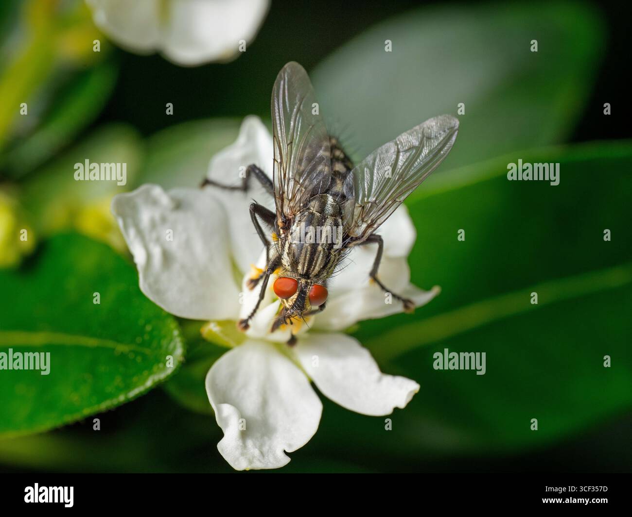 Sarcophaga species of Flesh fly on August Summer Stock Photo - Alamy
