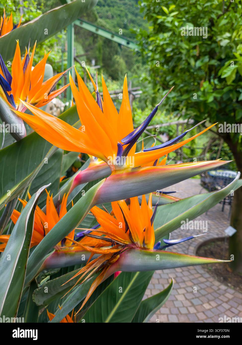 Strelitzia, (Strelitzia reginae), bird of paradise flower, Bolzano ...