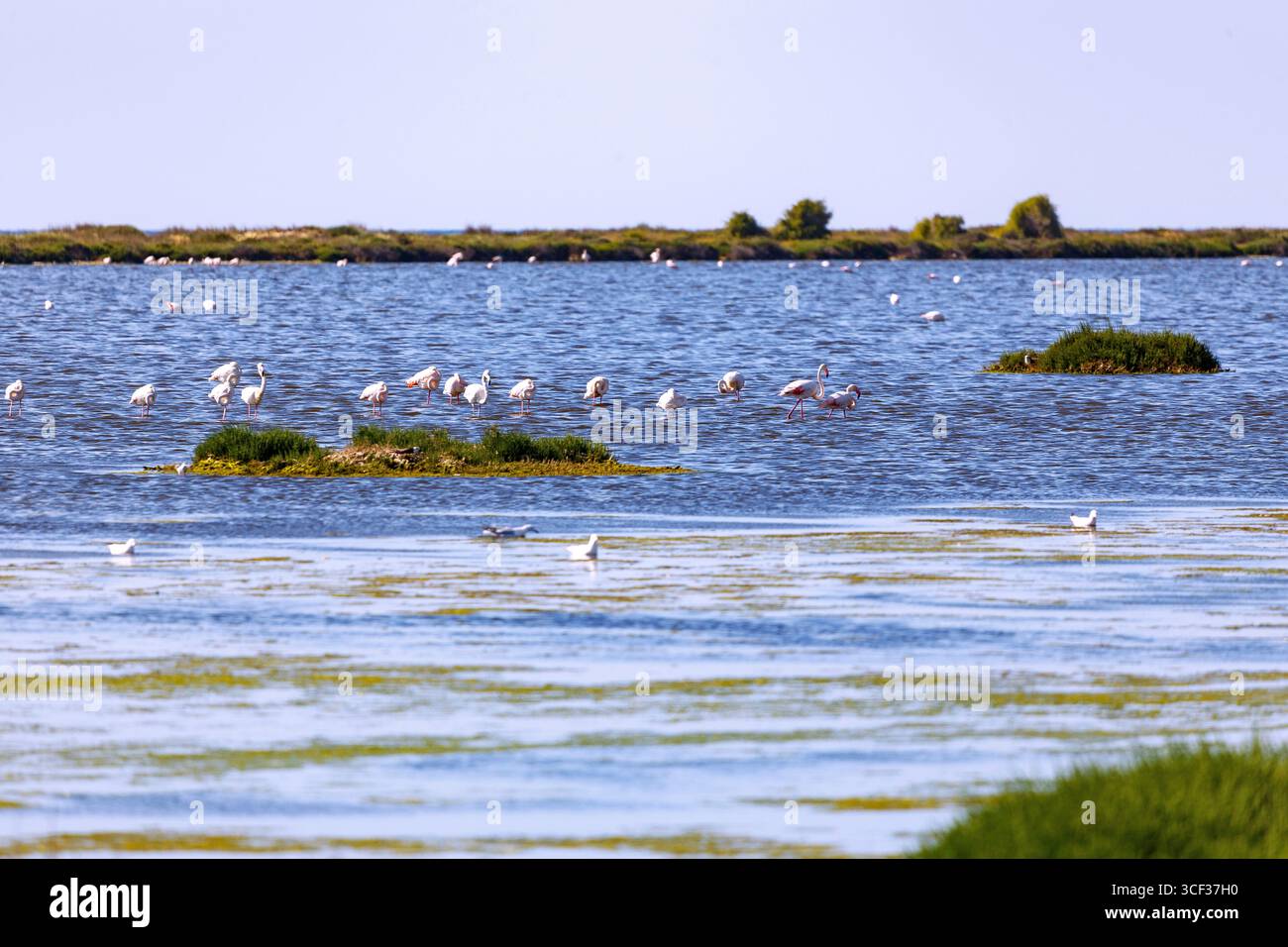 Flamingos in the lagoon of korba at cap bon hi-res stock photography ...