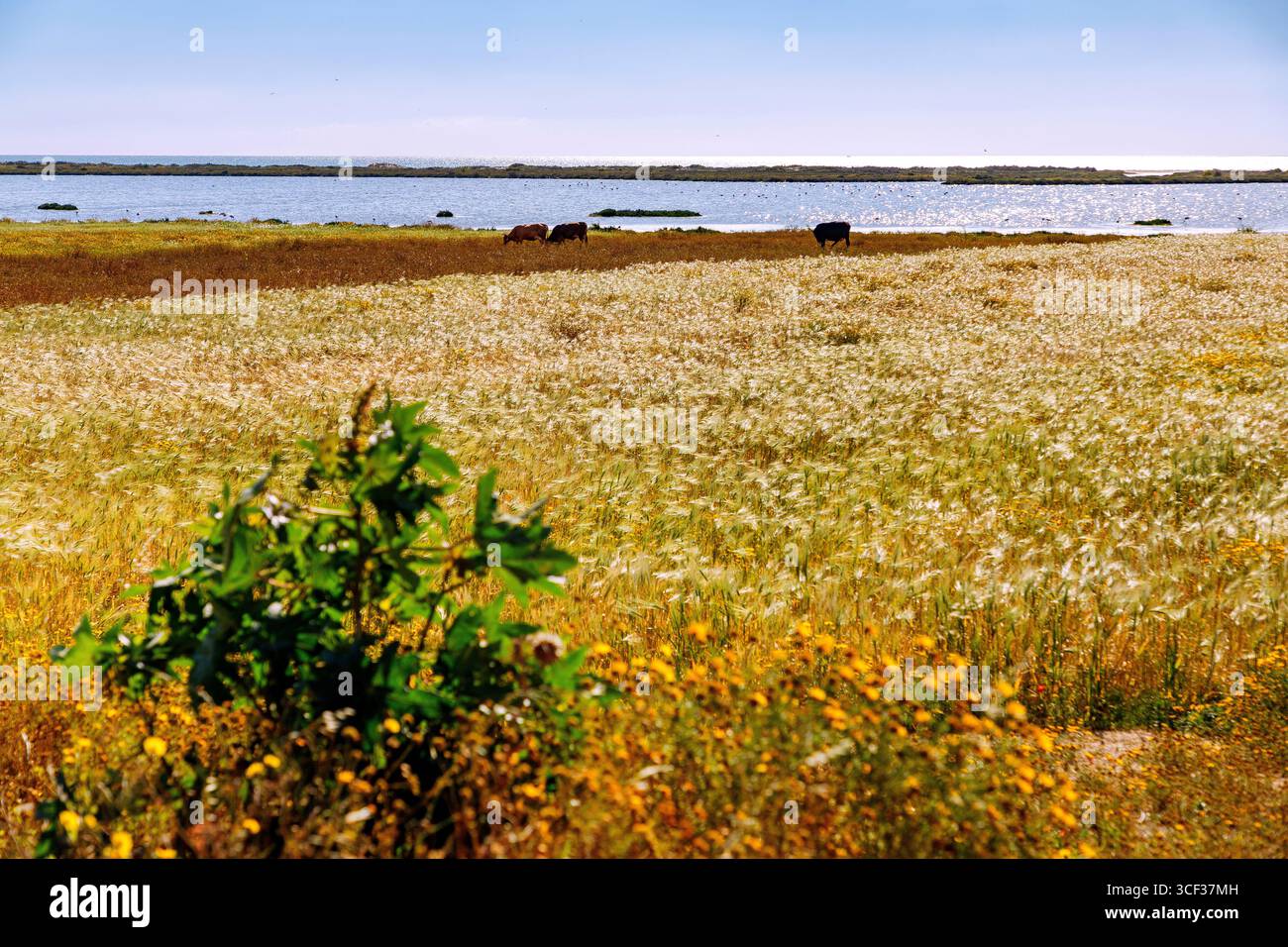 Flower meadow and flamingos in the lagoon of korba hi-res stock ...
