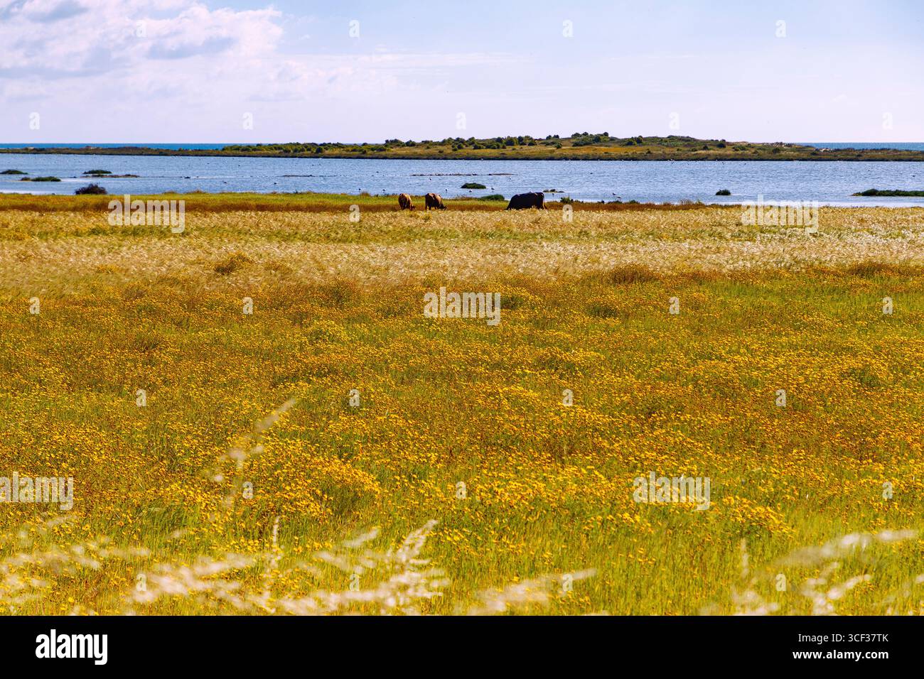 Flower meadow and flamingos in the lagoon of korba hi-res stock ...