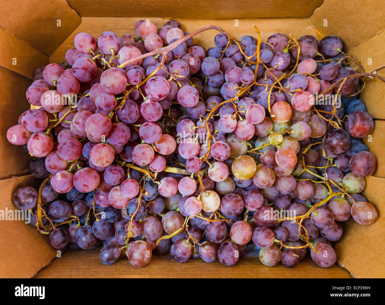 Red grape clusters in cardboard hi-res stock photography and images - Alamy