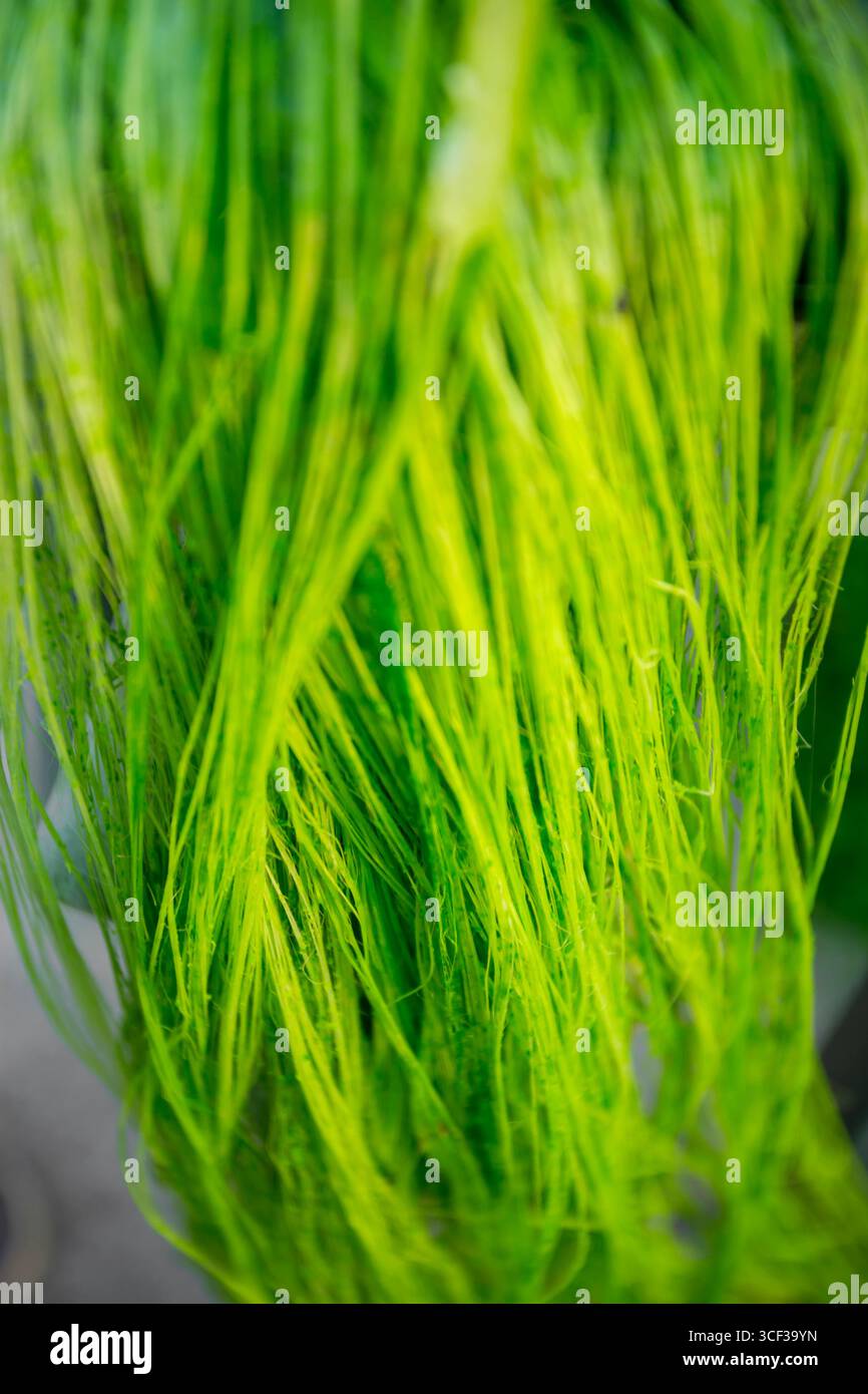 Unwashed Pineapple leaf green fibers. Eco-friendly Pineapple leaf fiber ...