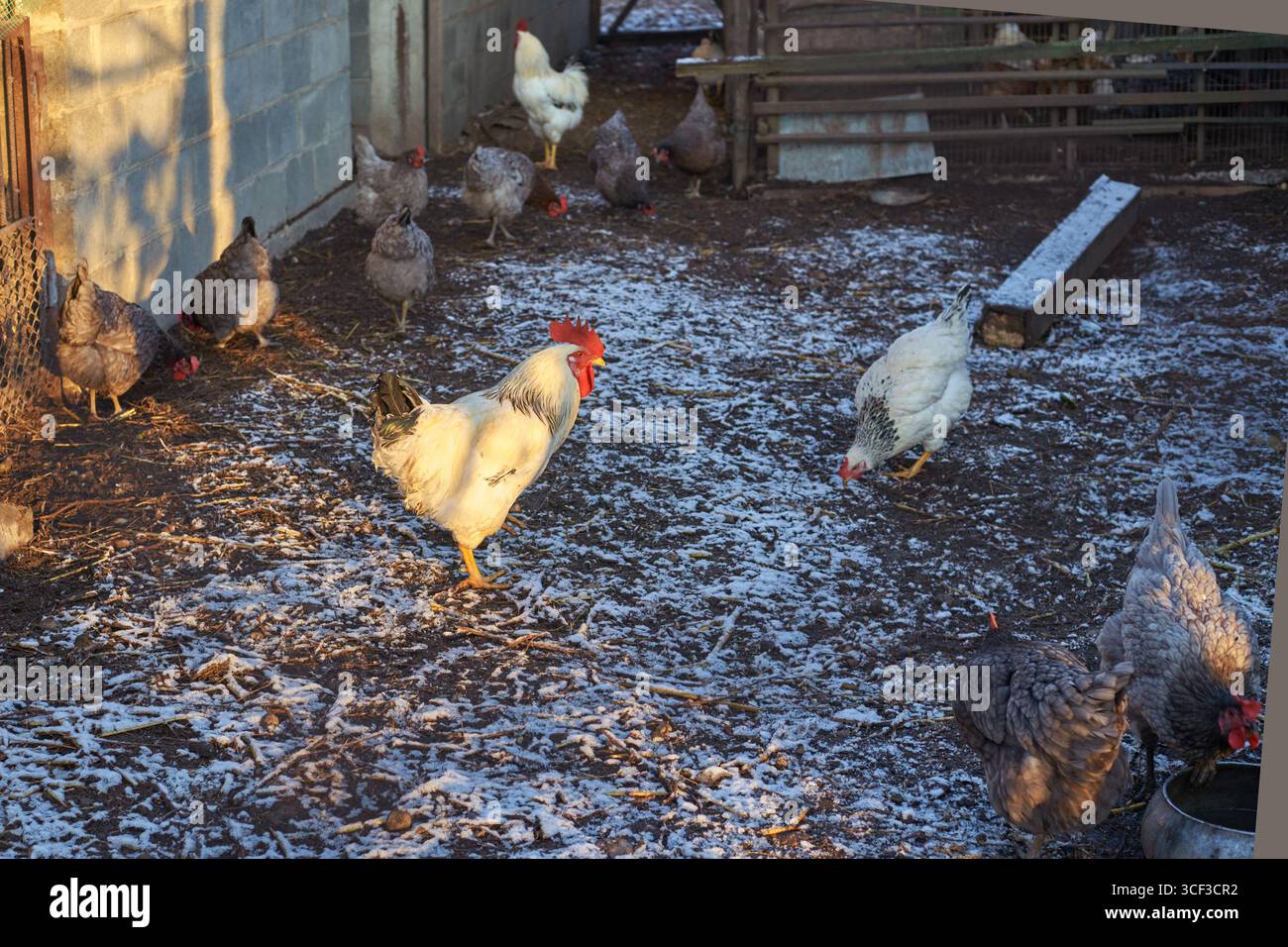 Roosters chickens walking on ground hi-res stock photography and images ...