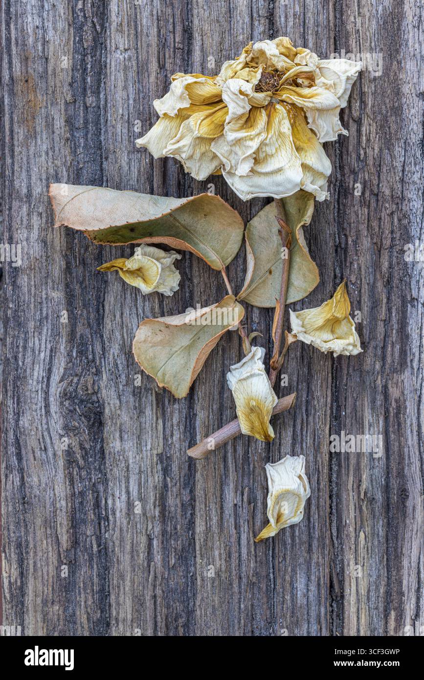Single withered red rose, top view Stock Photo - Alamy