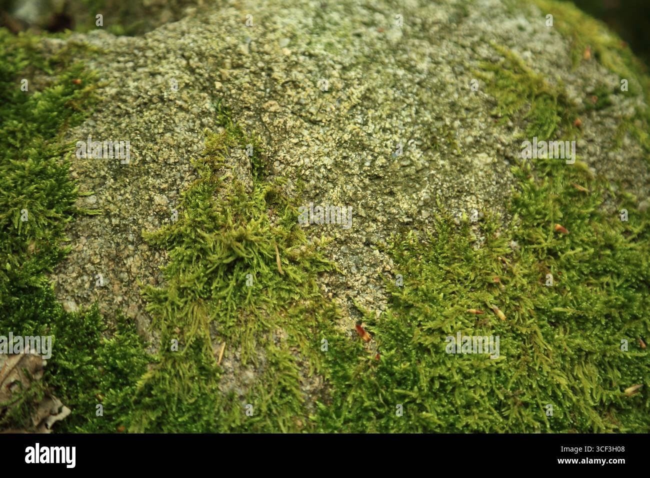 Moss colonizing rock surface in temperate forest ecosystem Stock Photo ...