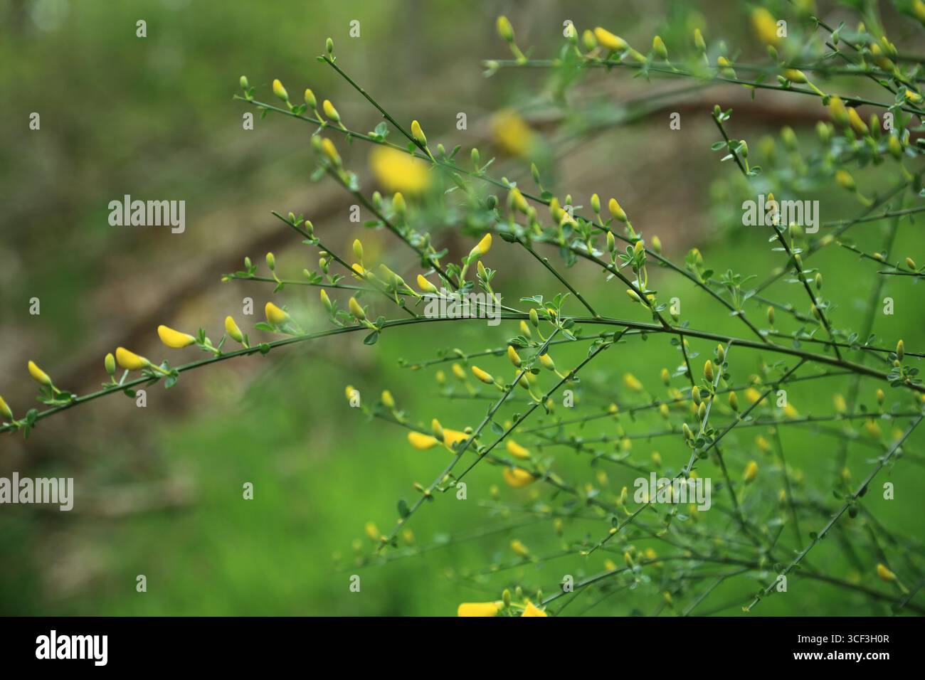 Slender many branched yellow bud shrub in temperate forest understory ...