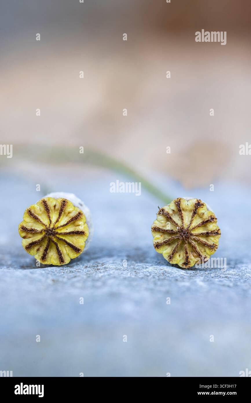 Dried poppy capsules and seeds, close-up of the fruit capsules Stock ...