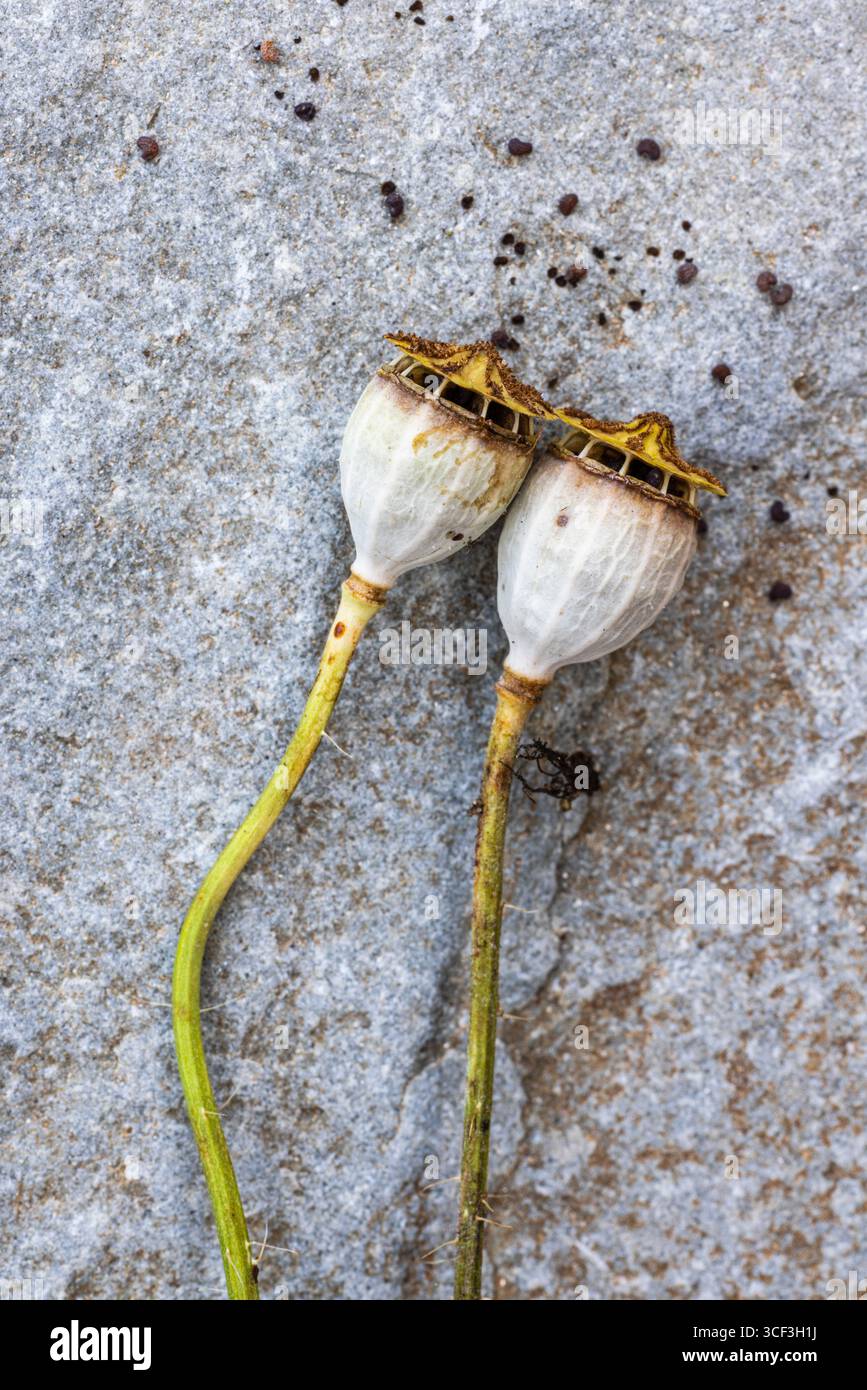 Dried poppy capsules and seeds, close-up of the fruit capsules Stock ...