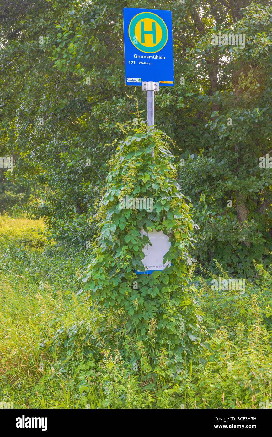 European bus stop sign, overgrown Stock Photo - Alamy