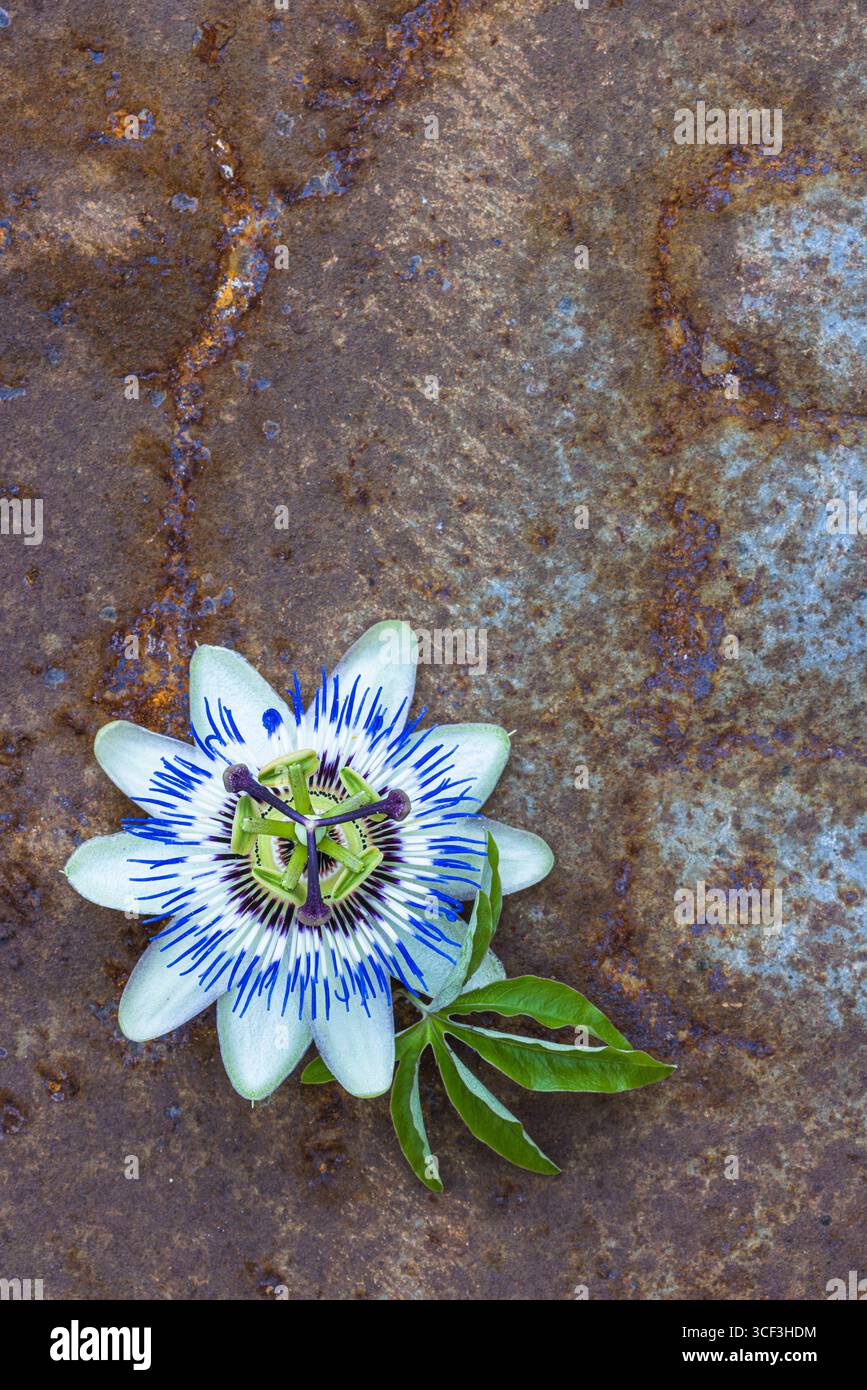Blue passionflower (Passiflora caerulea), flower and leaf close-up ...