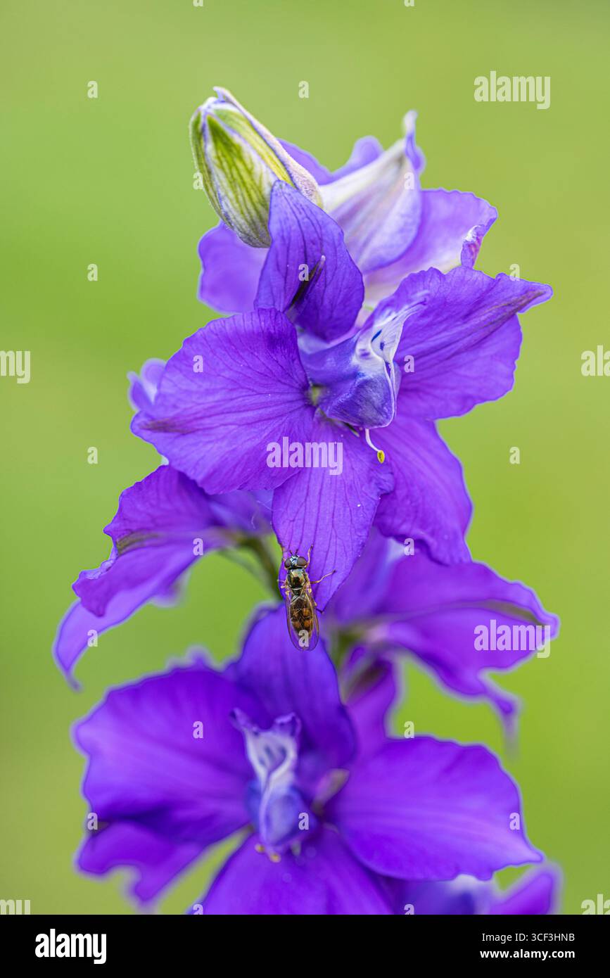 Flower of the common field delphinium (Consolida regalis), Delphinium ...