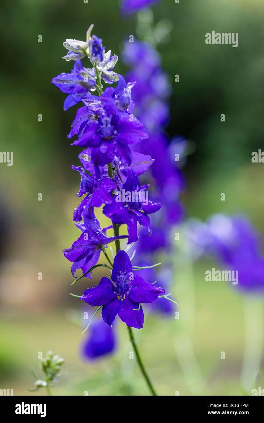 Flower of the common field delphinium (Consolida regalis), Delphinium ...