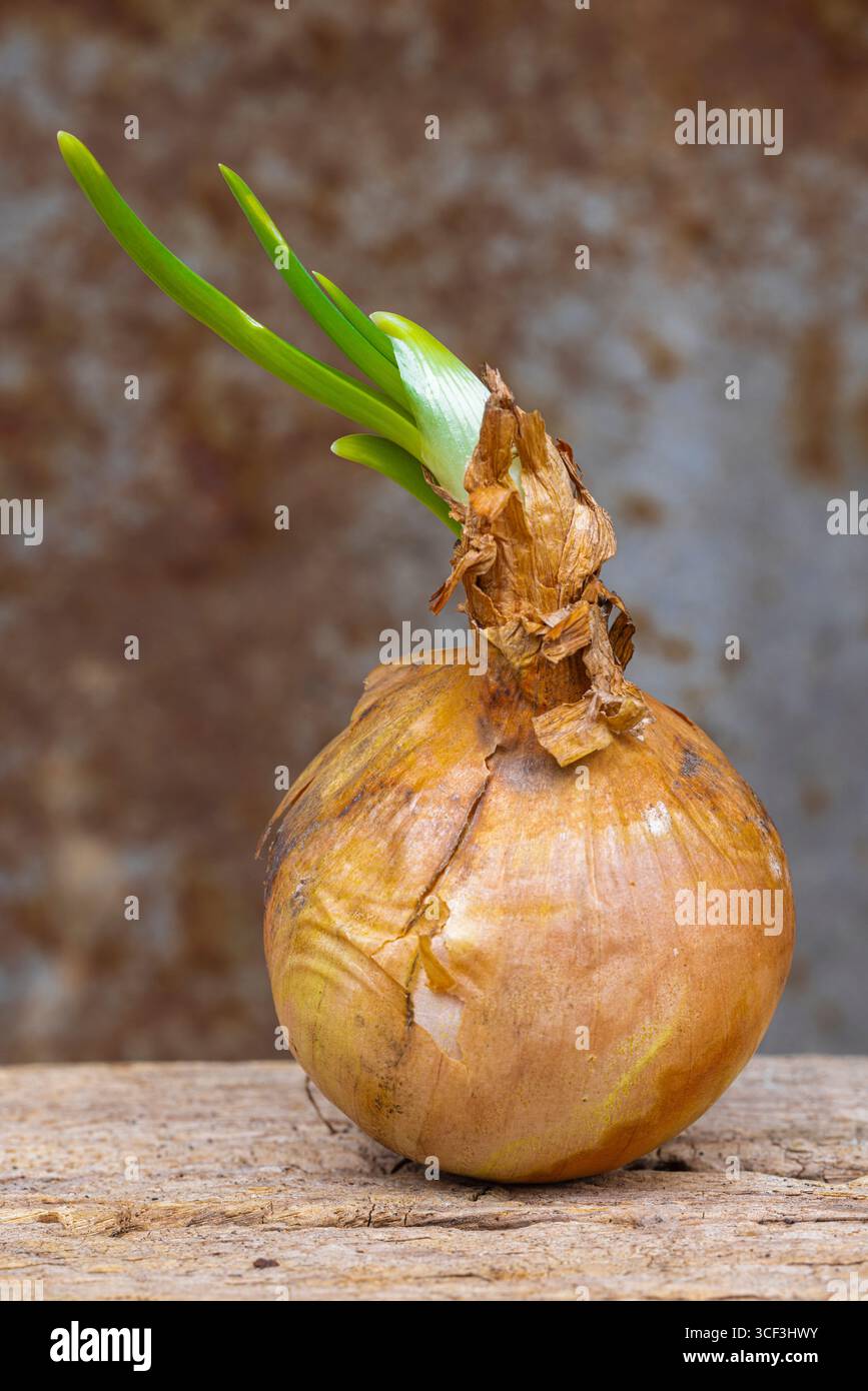 Close up sprouting vegetables hi-res stock photography and images - Alamy