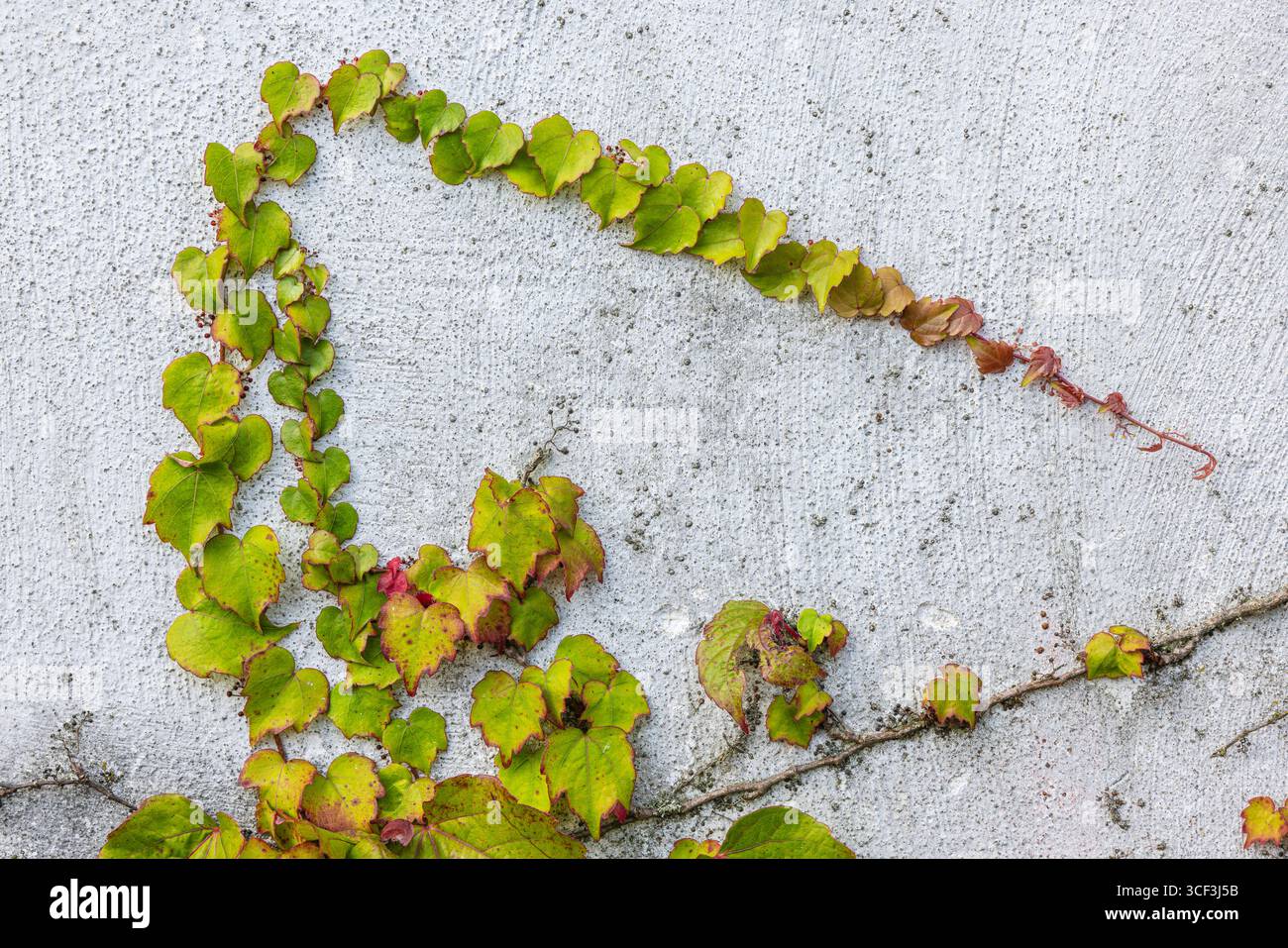 Climbing plant on a house wall, grapevine Stock Photo - Alamy