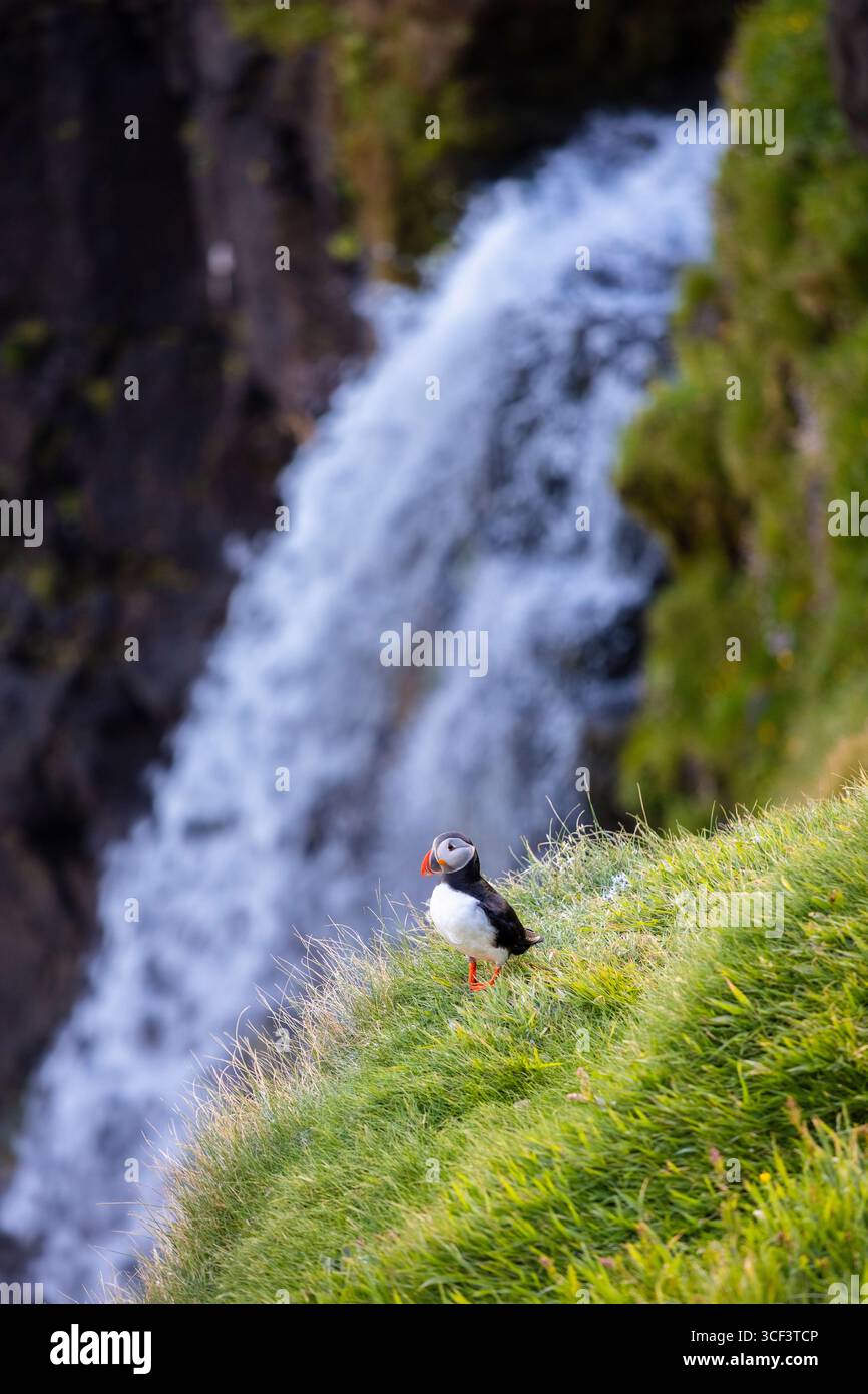 View of puffin bird near the Mulafossur waterfall at the small village ...