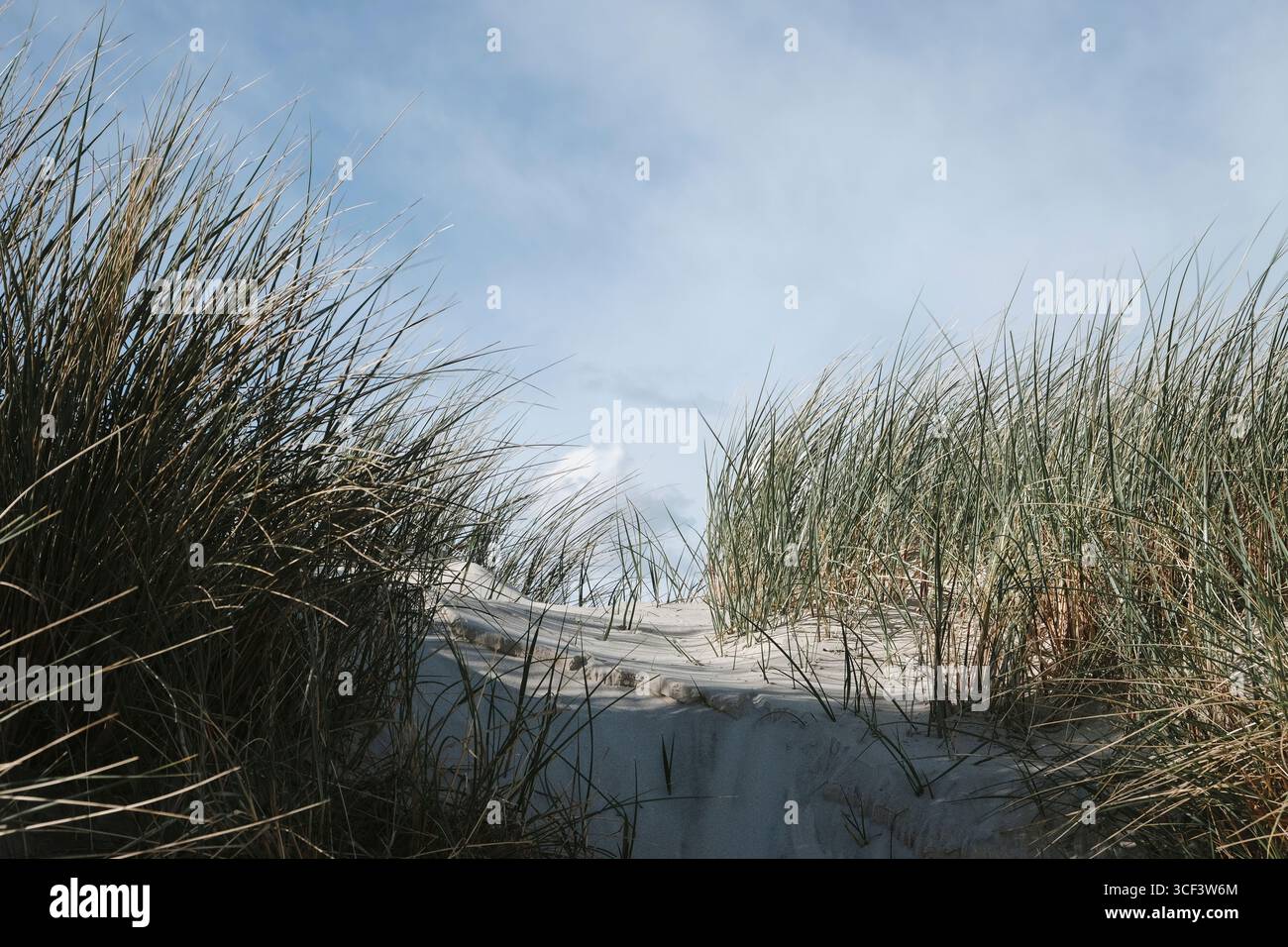 Sandy soil vegetation scene hi-res stock photography and images - Alamy