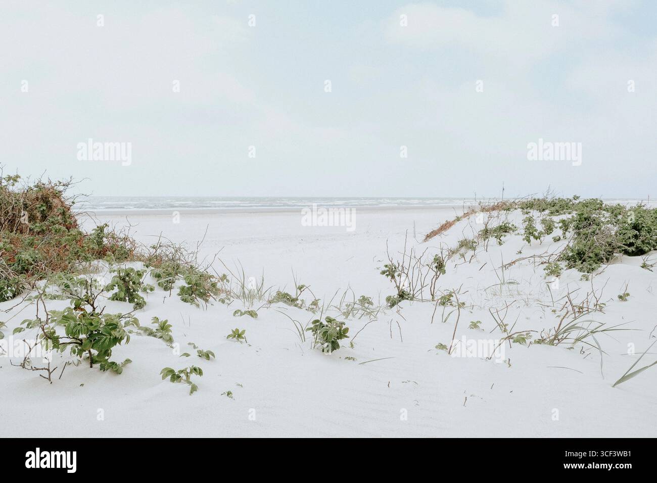 Sandy soil vegetation scene hi-res stock photography and images - Alamy